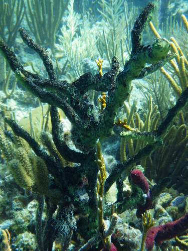 Demosponja (Iotrochota birotulata)