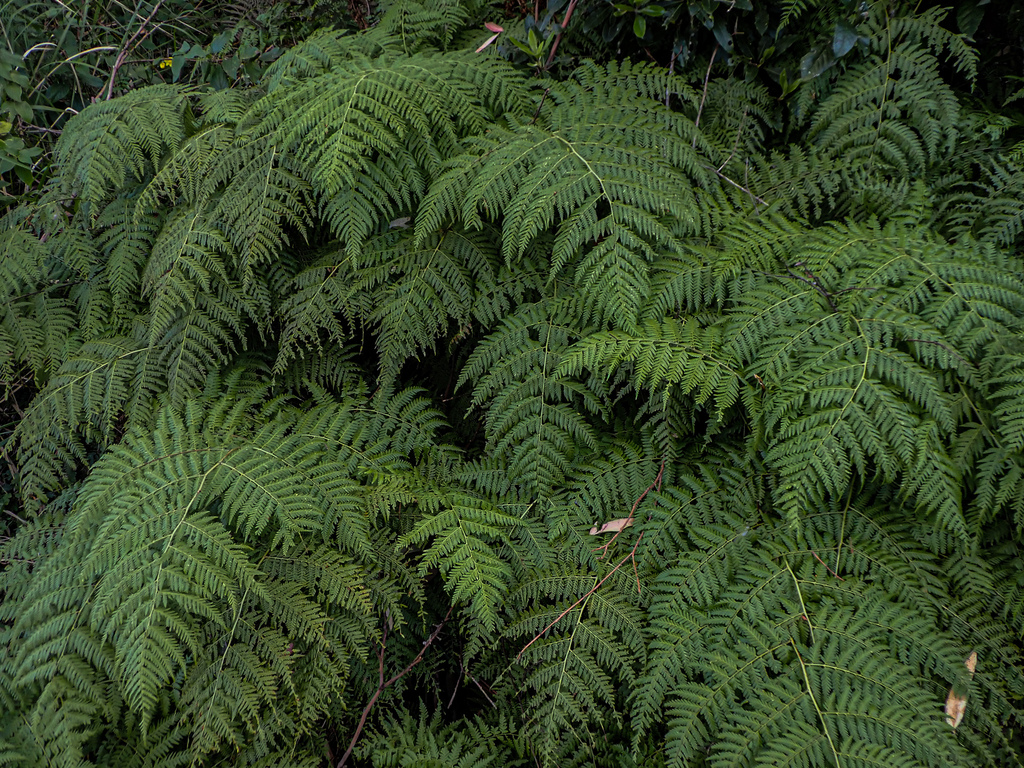 Common Ground Fern from Winnie Bay, Copacabana NSW, Australia on August ...