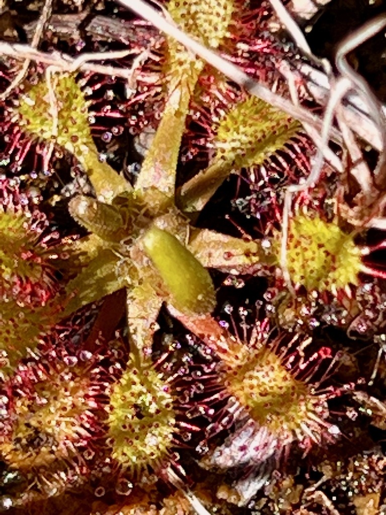 Great Sundew in August 2022 by cphiker. In the wet fen · iNaturalist