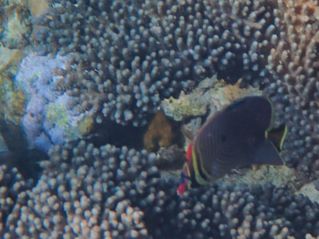Eastern Triangle Butterflyfish from Bawean on August 7, 2022 at 02:26 ...