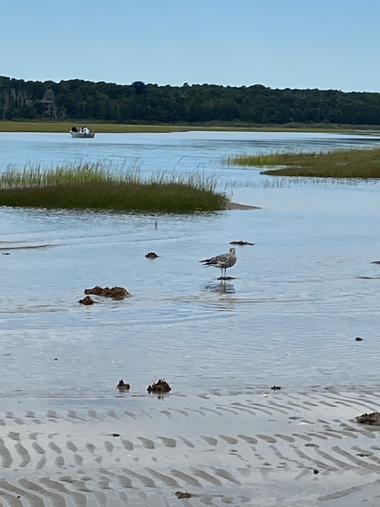 Herring Gull from Cape Cod National Seashore, Eastham, MA, US on August ...