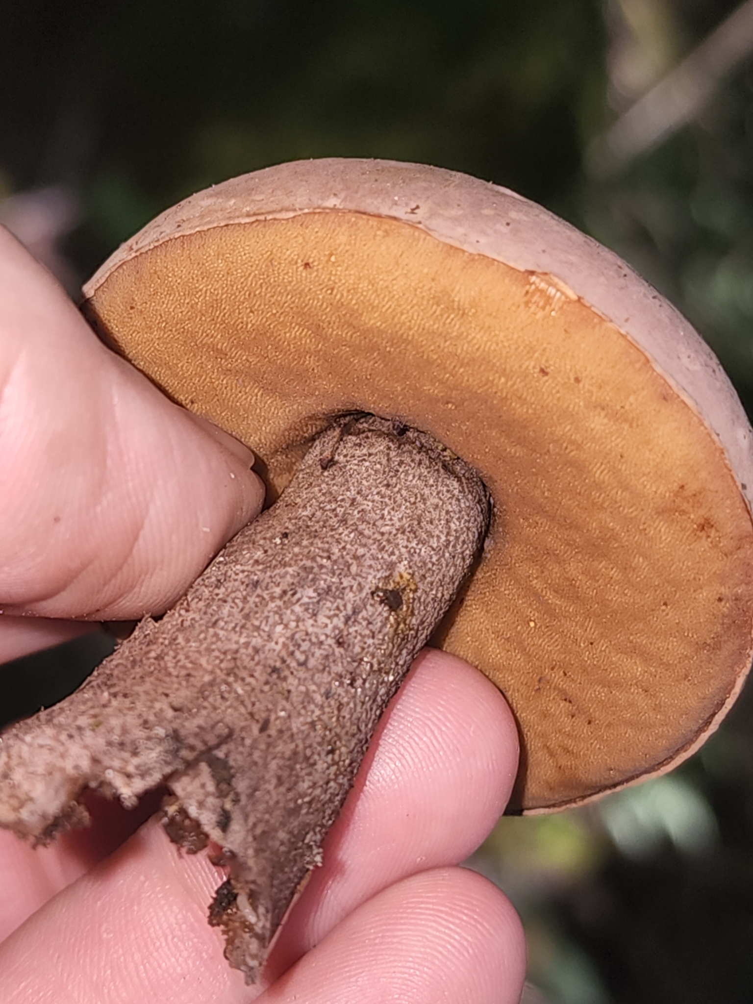 Sutorius eximius (Peck) Halling, Nuhn & Osmundson