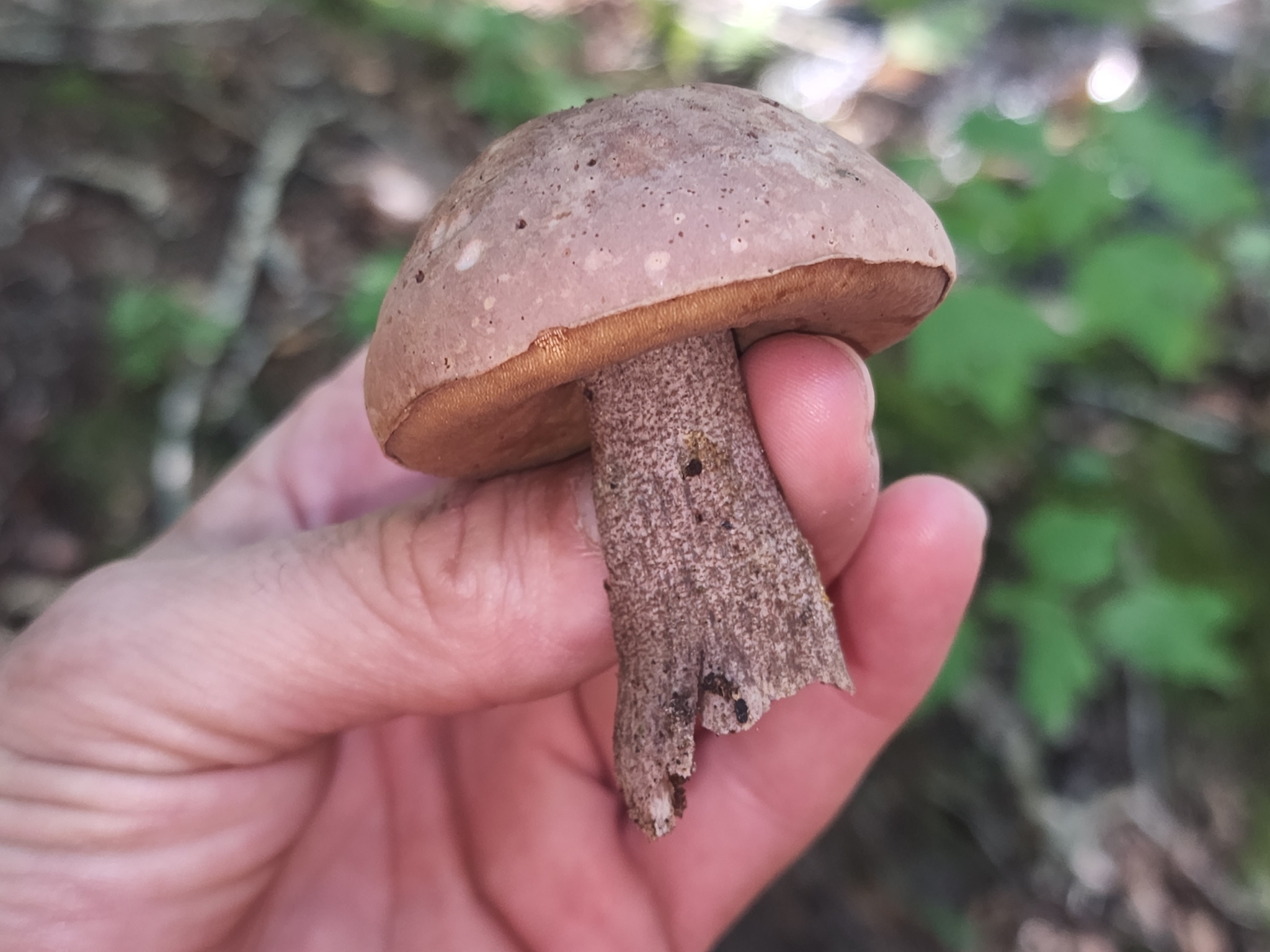 Sutorius eximius (Peck) Halling, Nuhn & Osmundson