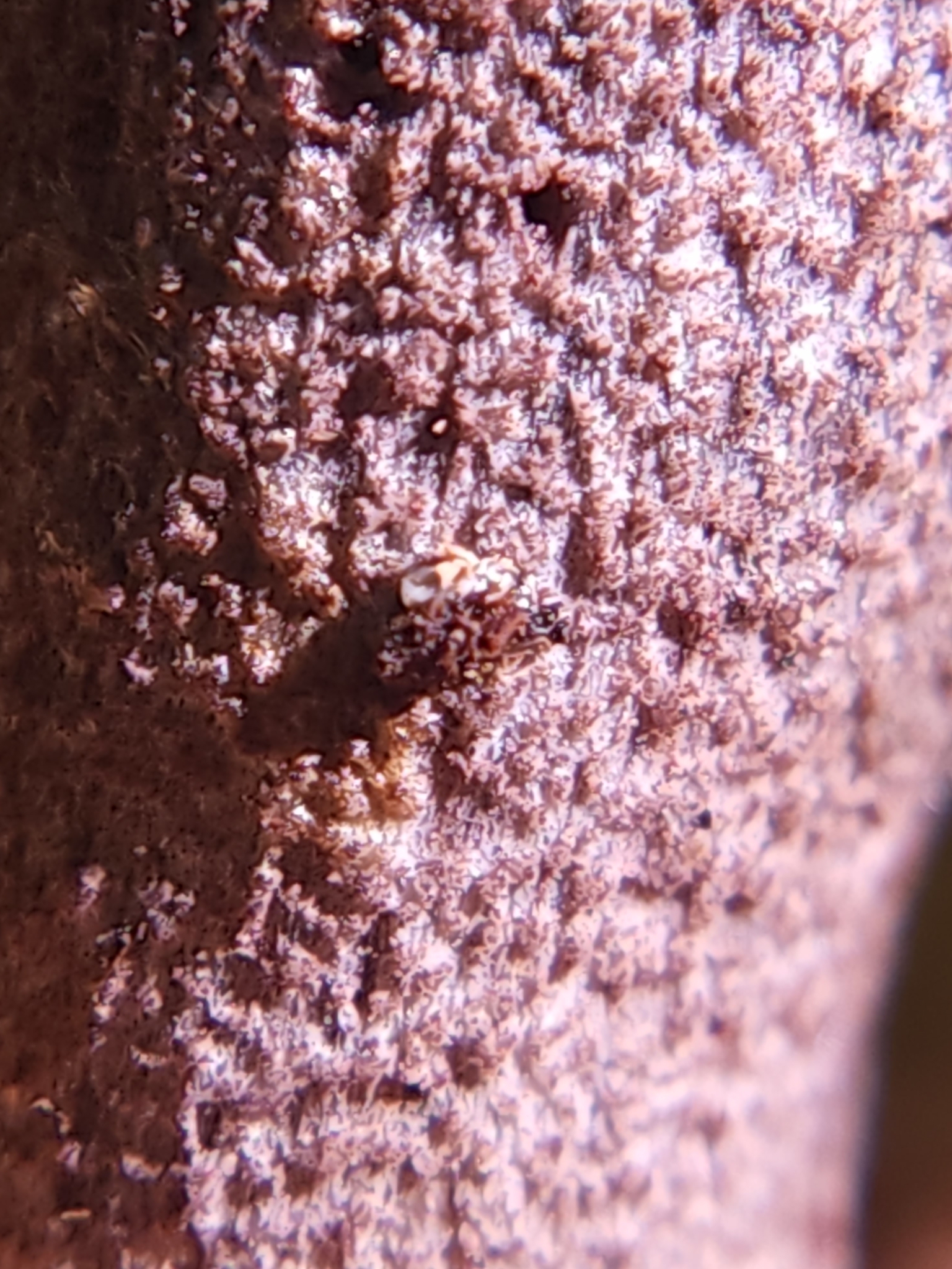 Sutorius eximius (Peck) Halling, Nuhn & Osmundson