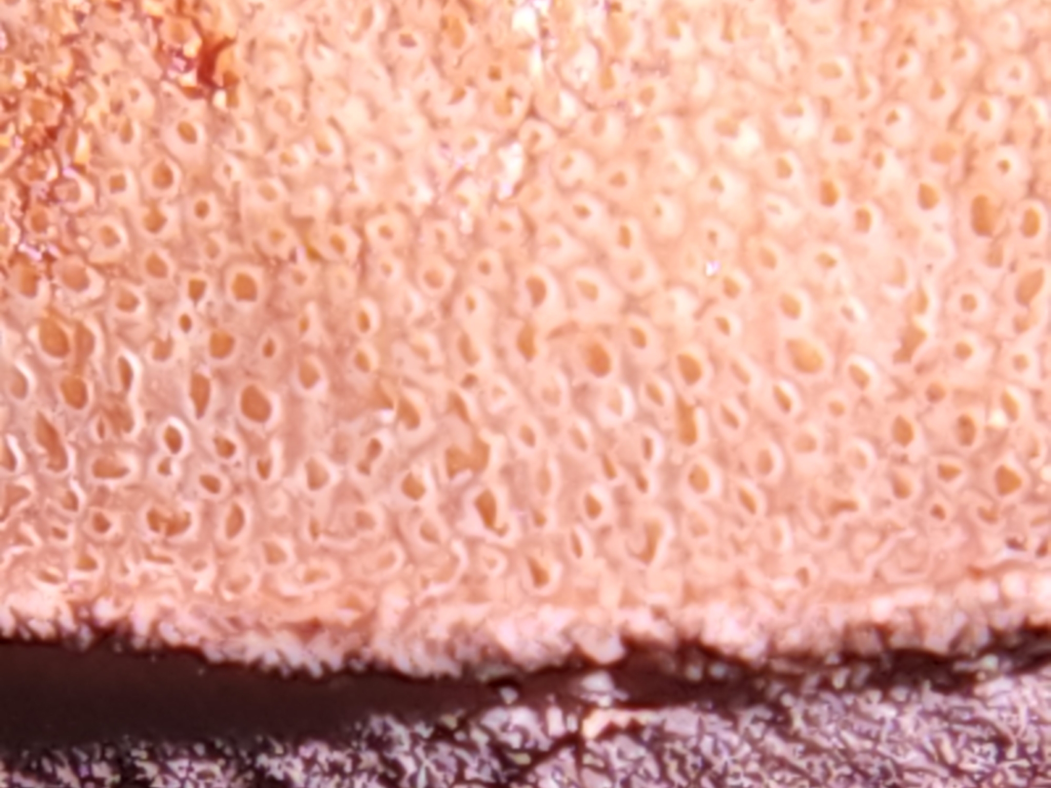 Sutorius eximius (Peck) Halling, Nuhn & Osmundson