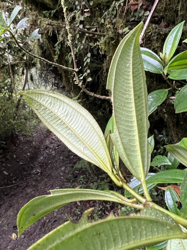 Miconia cremophylla · iNaturalist Mexico