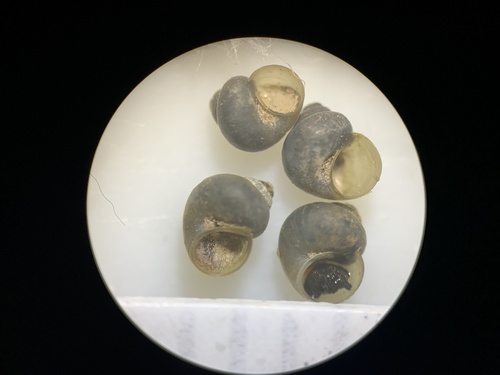 Landyes Pyrg (Pyrgulopsis landyei) · iNaturalist