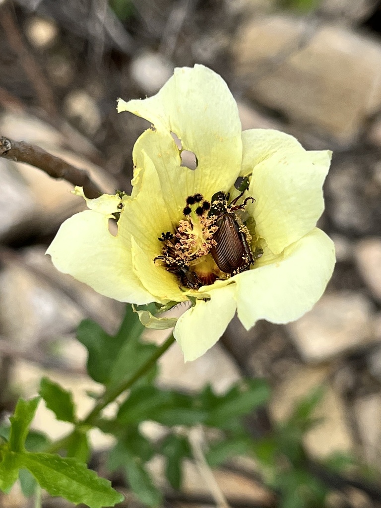 desert rosemallow from Coronado National Forest, Tucson, AZ, US on August 14, 2022 at 10:17 AM ...