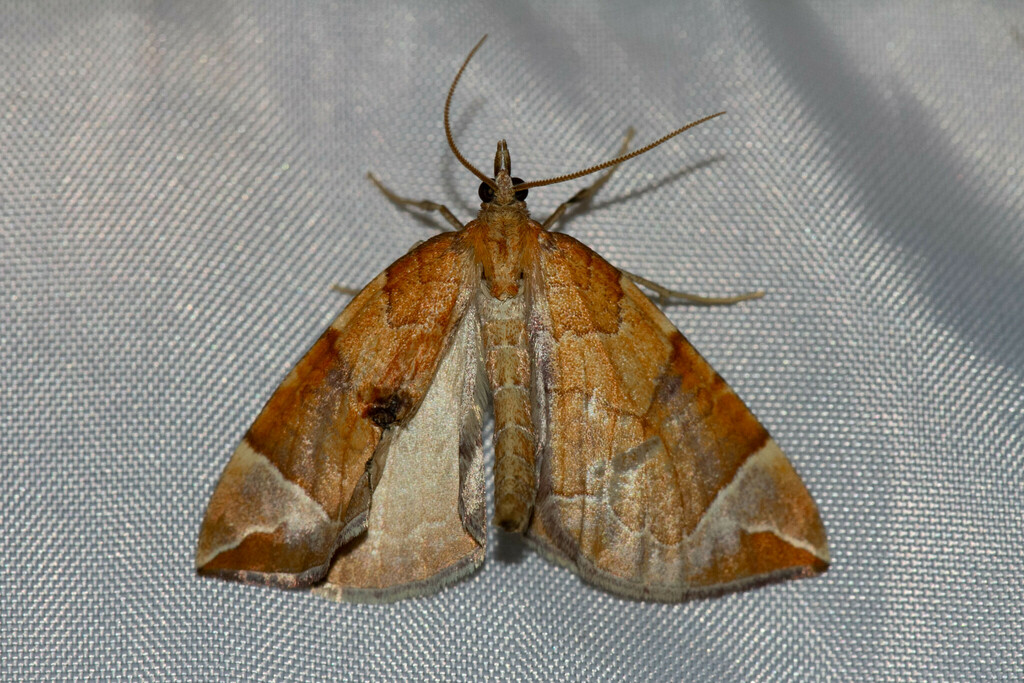 Chevron Moth from Beauport (maison), Québec, QC, Canada on August 13 ...