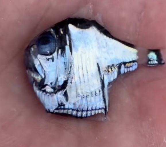 Atlantic Silver Hatchetfish from North Atlantic Ocean, Daytona Beach ...