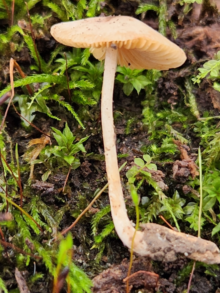 Conecaps from Stoney Creek Township, IN, USA on August 14, 2022 at 07: ...