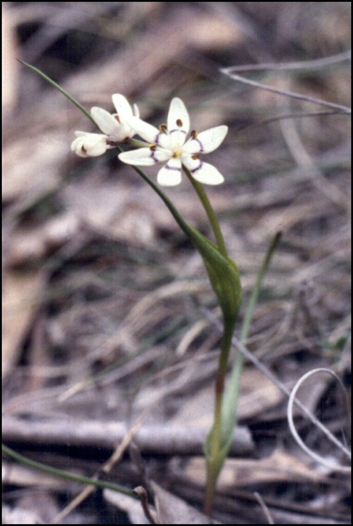 Early Nancy from Lenah Valley TAS 7008, Australia on October 8, 1983 at ...