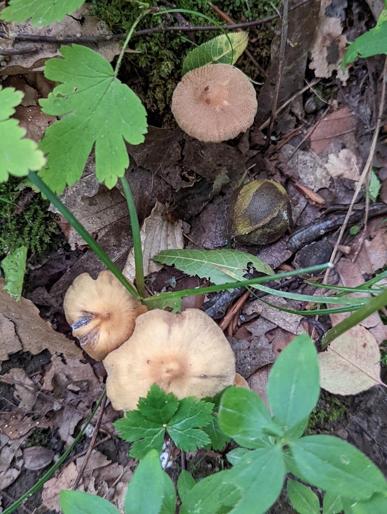 Cortinarius distans from New Bethel, Indianapolis, IN, USA on August 14 ...