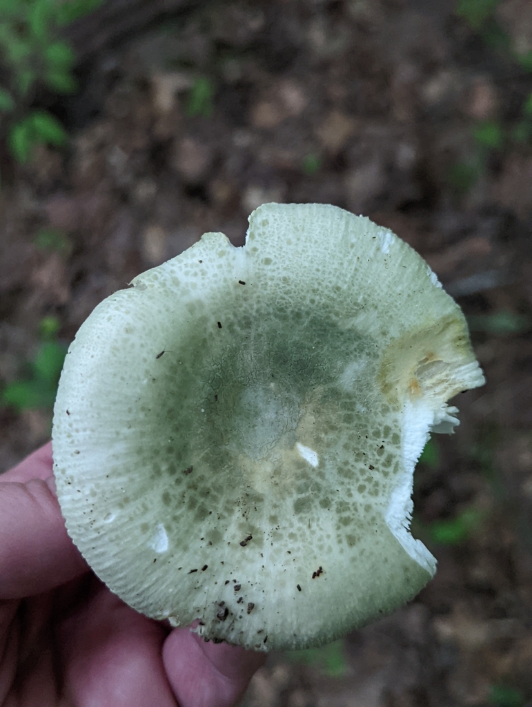 Blue-green Cracking Russula from New Bethel, Indianapolis, IN, USA on ...