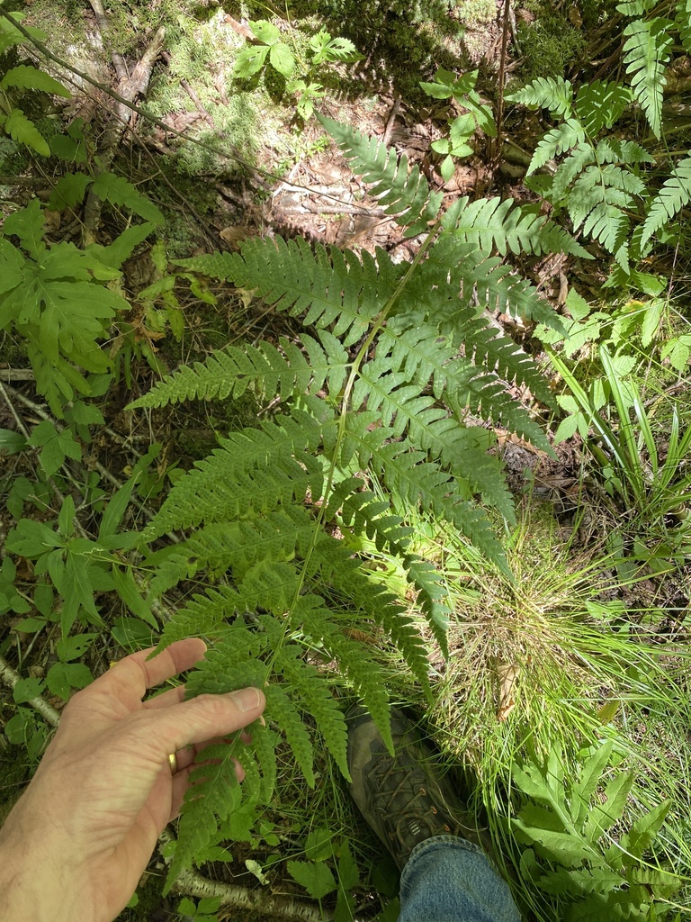 log fern in August 2022 by James (Eddie) Watkins. This is about as ...