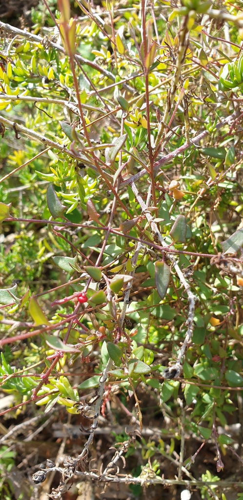 Climbing saltbush from Worlds End SA 5381, Australia on August 07, 2022 ...
