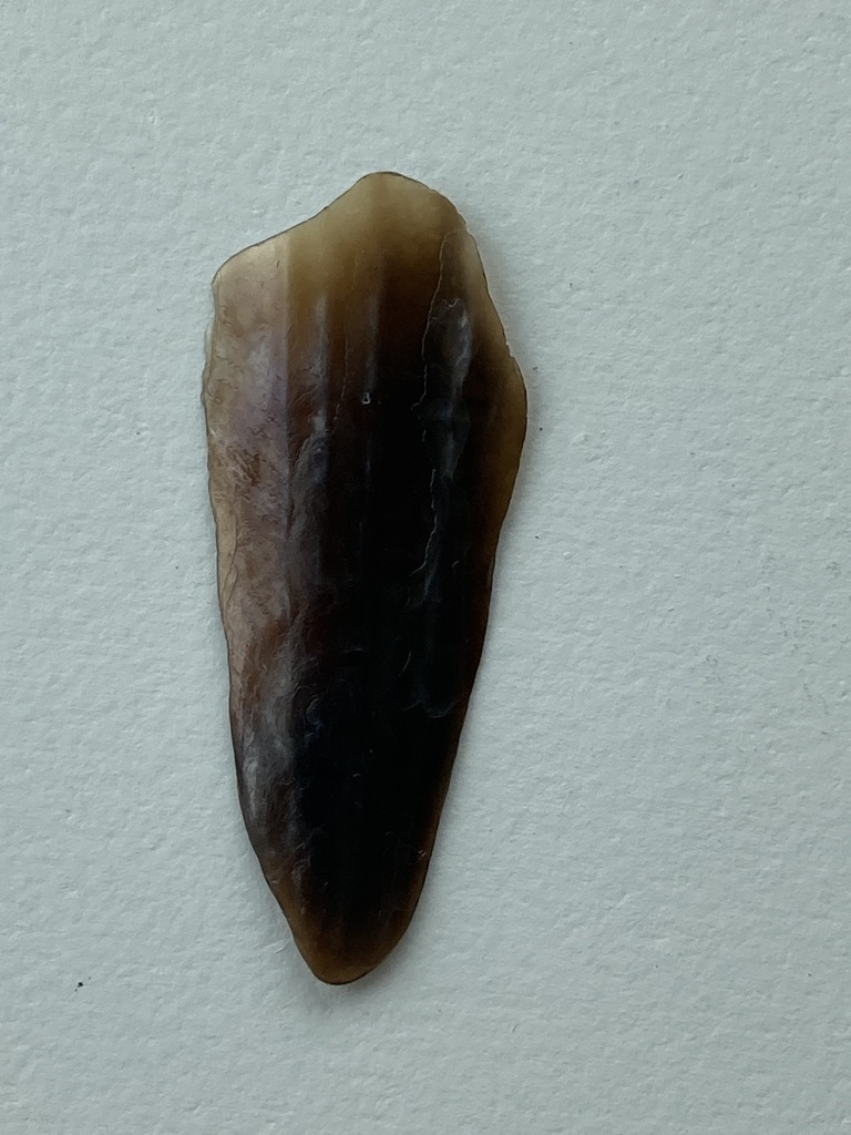 Pen Shells from Sanibel, FL, USA on June 5, 2022 by TC Riley · iNaturalist