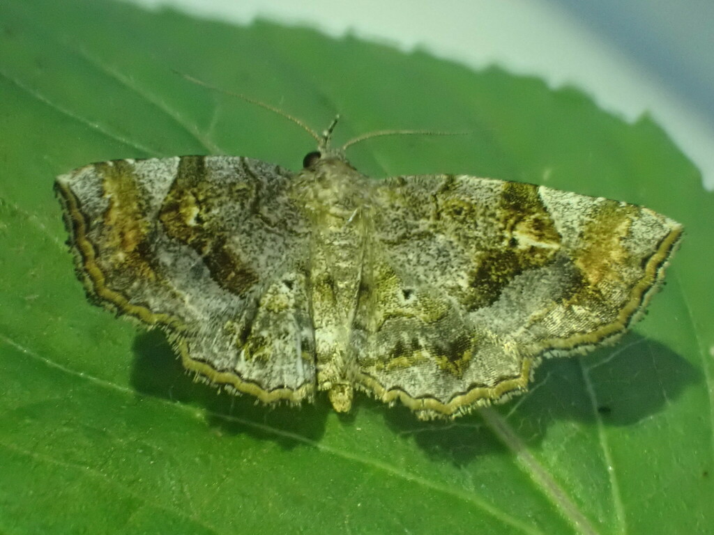 Decorated Owlet from Morgan County, US-KY, US on August 09, 2022 at 01: ...