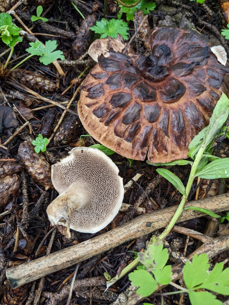 shingled hedgehog from Brighton, UT 84121, USA on August 14, 2022 at 12 ...