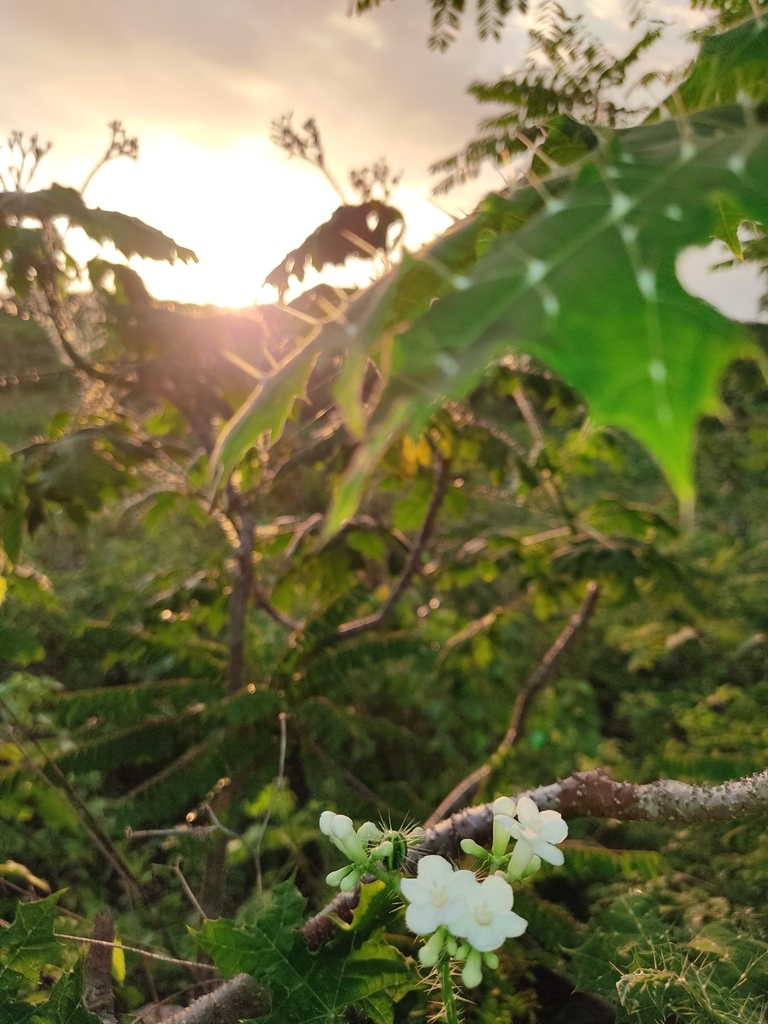 tree spinach from Kaua, Yuc., México on August 14, 2022 at 07:07 PM by ...