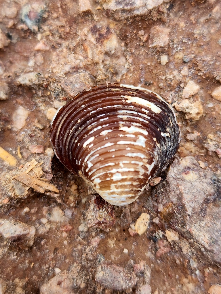 Asian Clam from Whitney, NV, USA on August 14, 2022 at 03:53 PM by ...