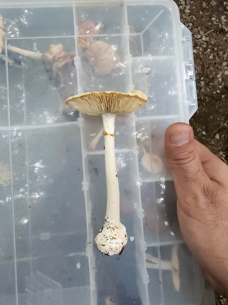 Garlic-Odored Death Cap from Waveland, IN 47989, USA on August 13, 2022 ...