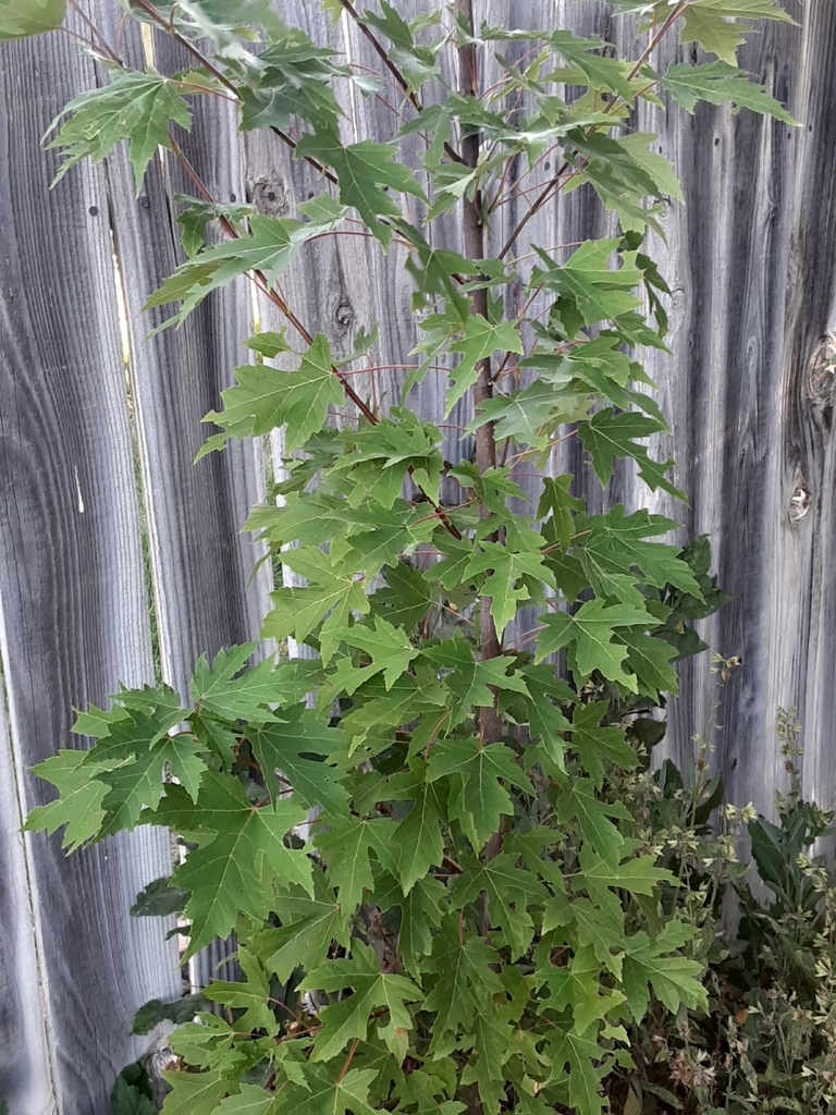 maples from Sparks, NV, USA on August 14, 2022 at 06:12 PM by Bentley ...