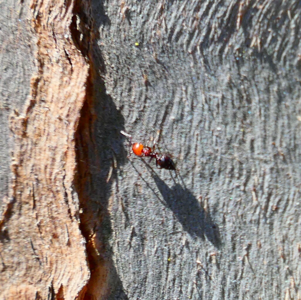Mediterranean Acrobat Ant from 7490 Pavia, Portugal on August 13, 2022 ...