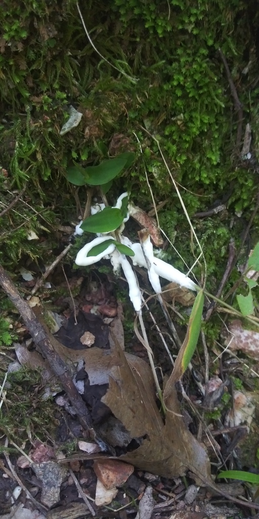 enveloping crust in August 2022 by Jim Oehmke · iNaturalist