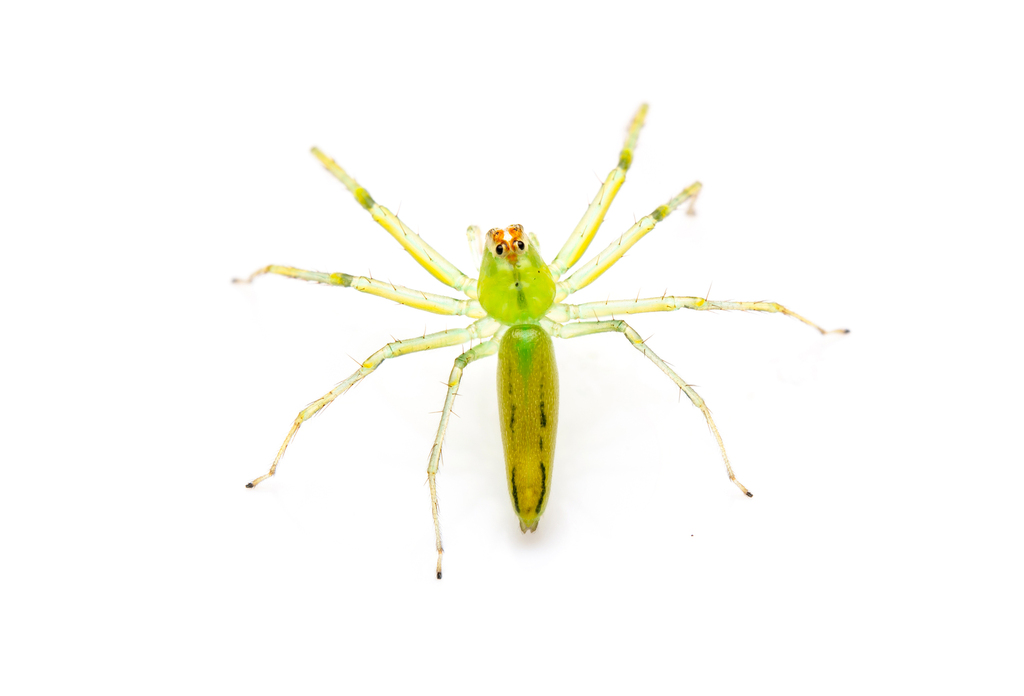 Translucent Green Jumping Spiders from Turbaco, Bolivar, Colombia on ...