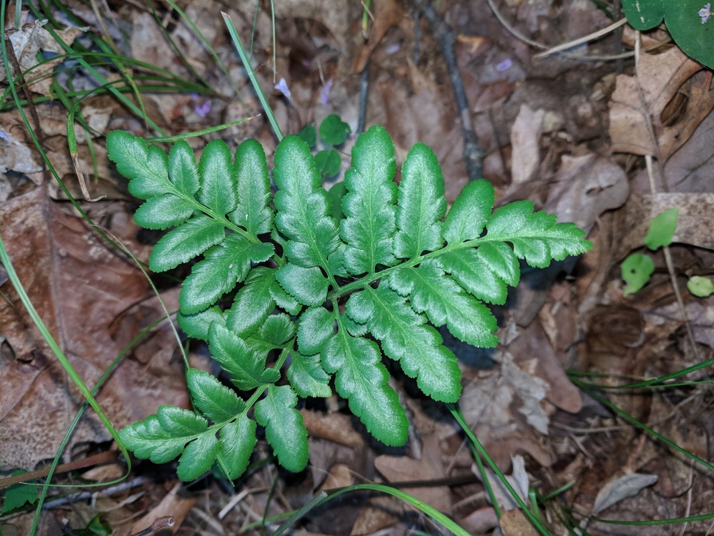 blunt-lobed grapefern in July 2018 by Nate Martineau. Slightly moist ...