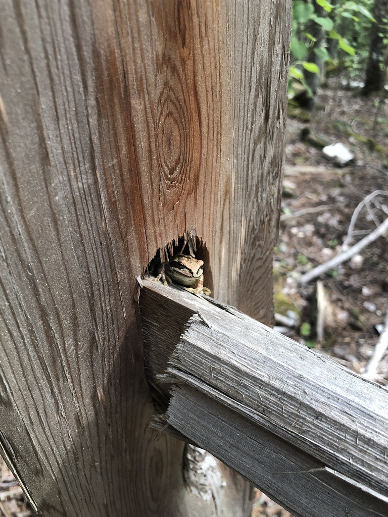 Northern Pacific Tree Frog from Tsútswecw Provincial Park (Roderick ...
