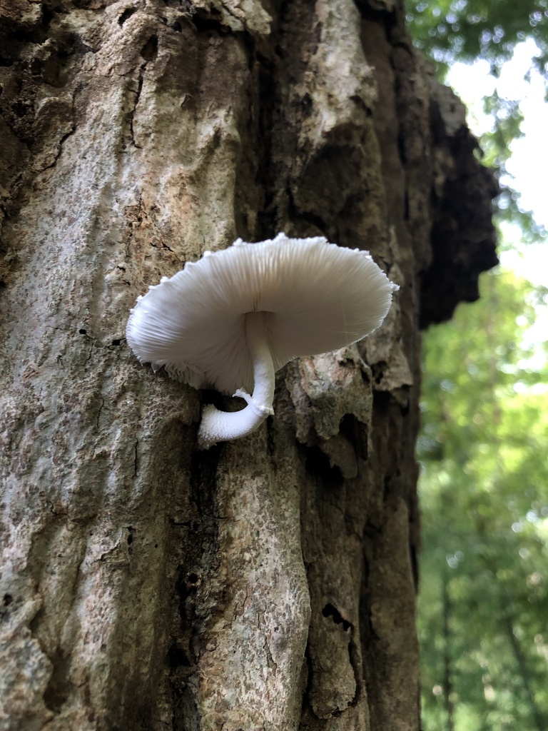 Leucocoprinus cretaceus from Yai Yaem Watthana, Chaloem Phra Kiat, Buri ...