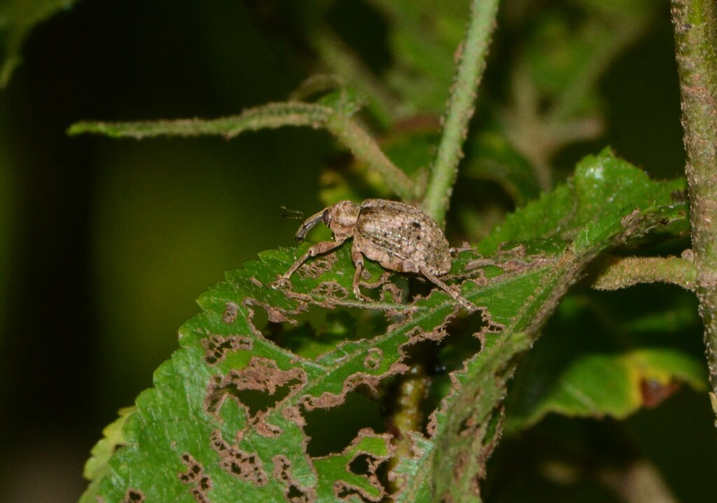 Phelypera distigma from Puerto Vallarta, Jal., México on August 14 ...