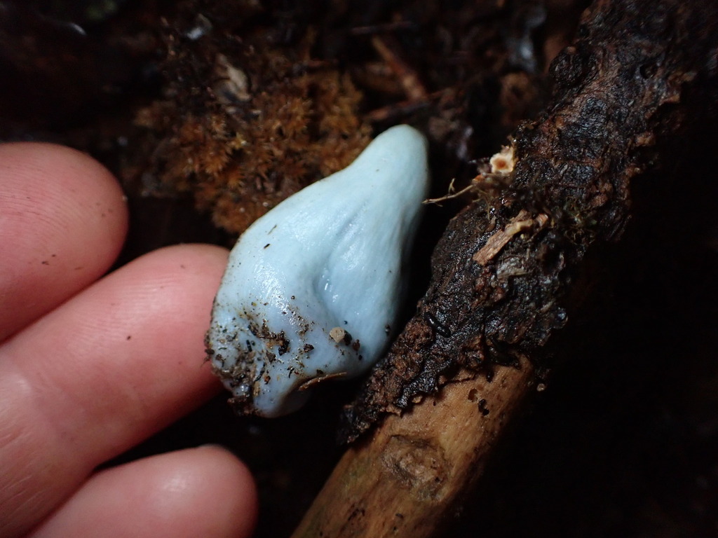 Blue Pouch Fungus from South Wairarapa District, Wellington, New ...