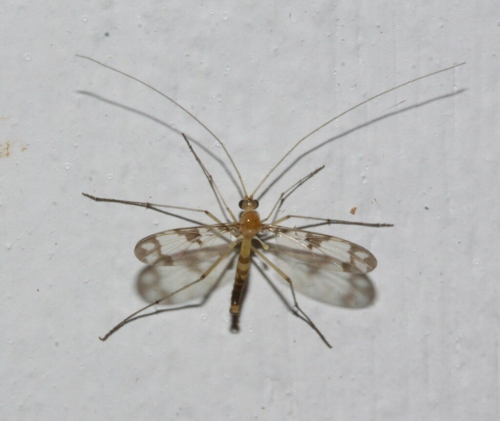 Macrocera from Pabos, 17 rue Baie-Bleue Le Rocher-Percé, QC, Canada on ...