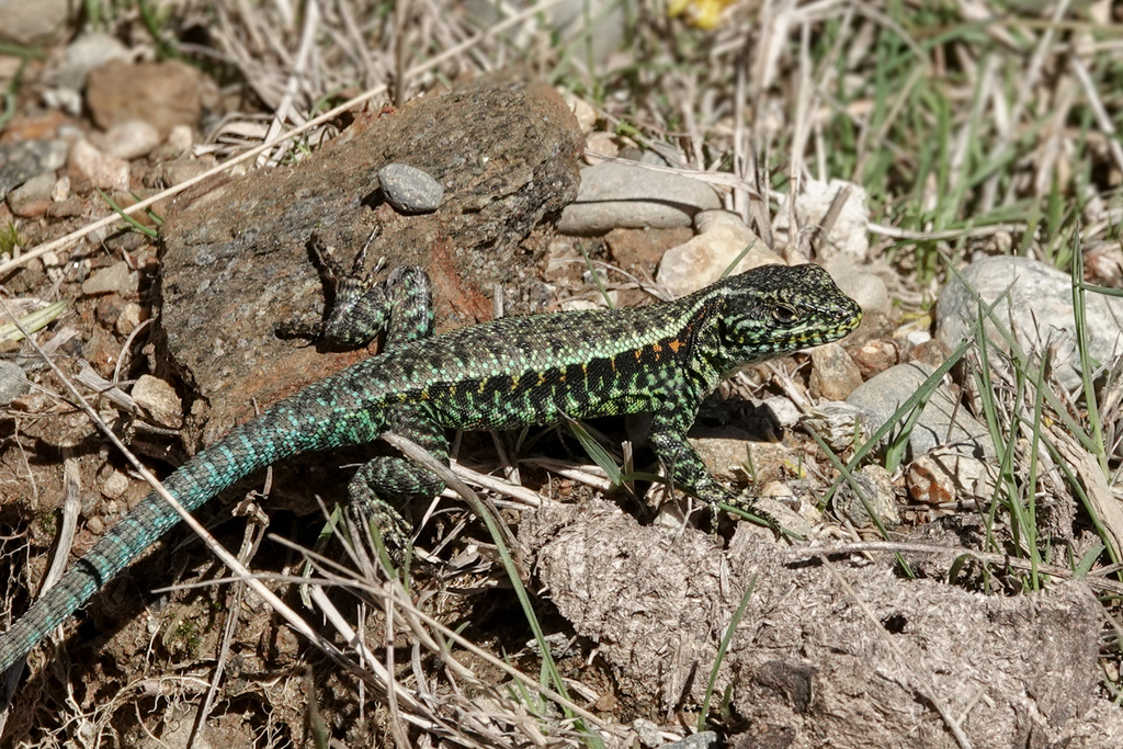 Common Painted Smooth-throated Lizard from Curinanco, Valdivia, Los ...