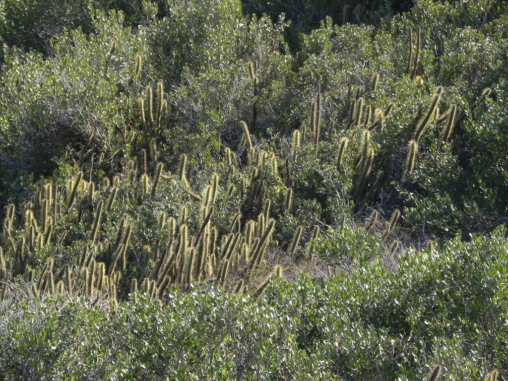Golden-spined Cereus in August 2022 by James Connolly Davis · iNaturalist