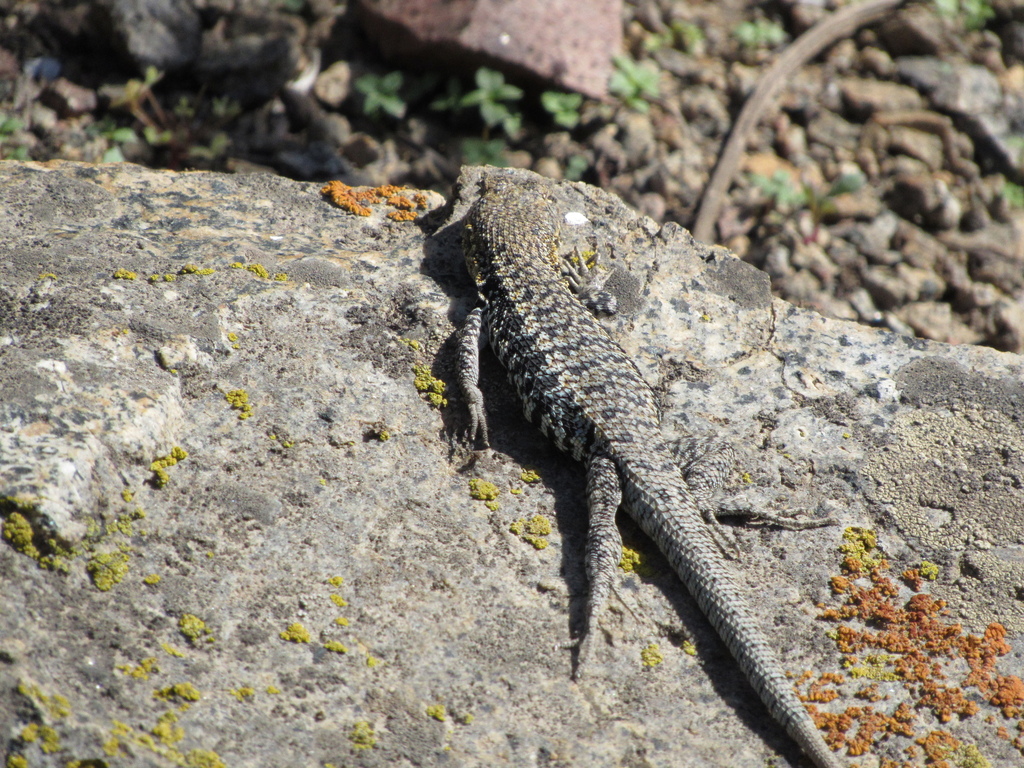 Braided Smooth-throated Lizard from Elqui, Coquimbo, Chile on August 13 ...
