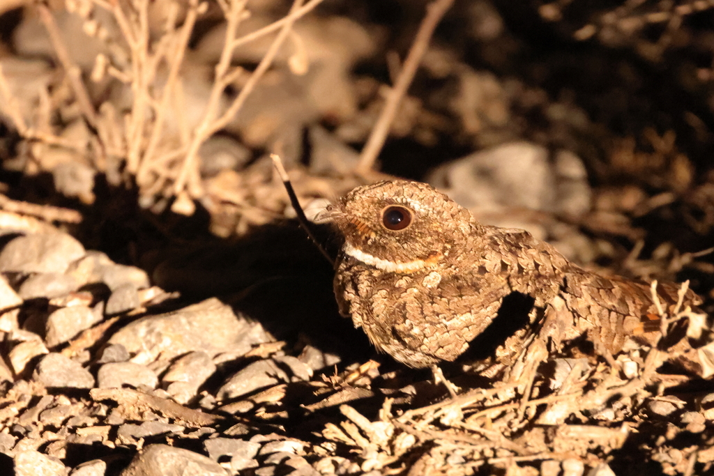 Common Poorwill from Bustamante, N.L., México on June 11, 2022 at 10:21 ...