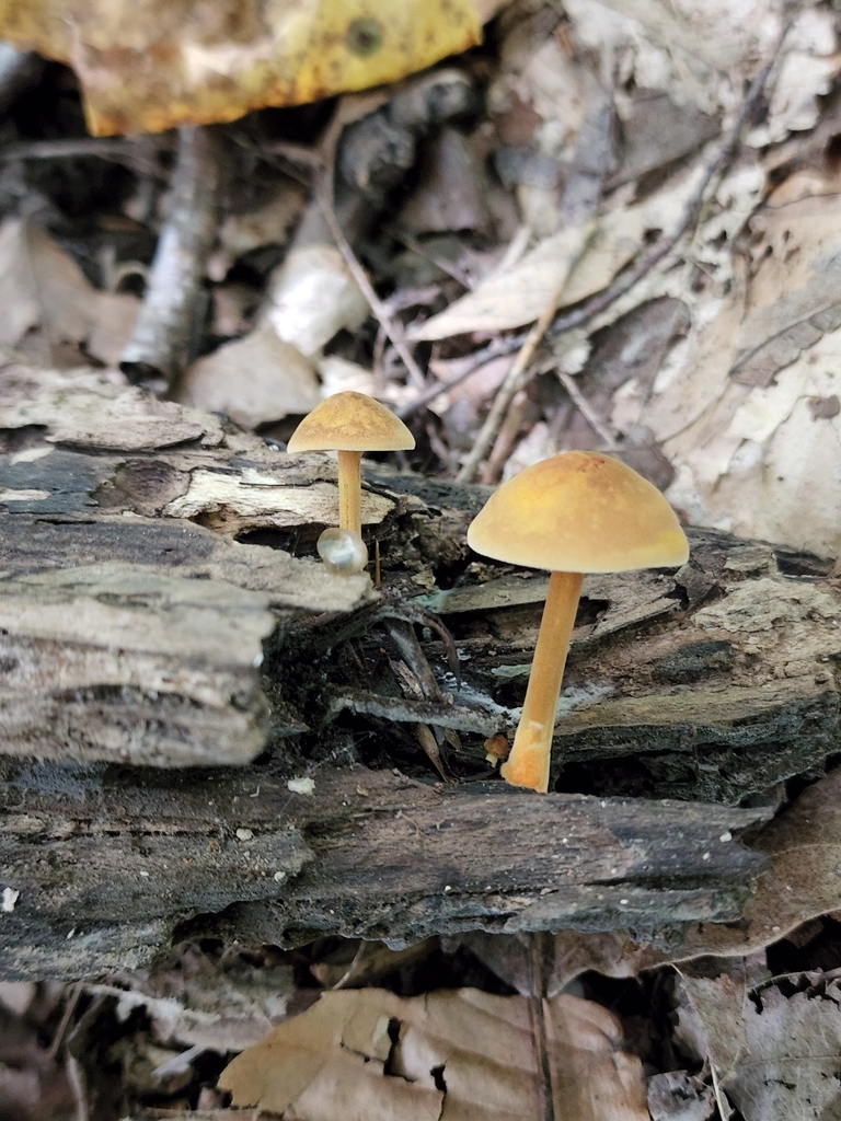 Heimiomyces tenuipes from Brown Township, IN, USA on August 13, 2022 at ...