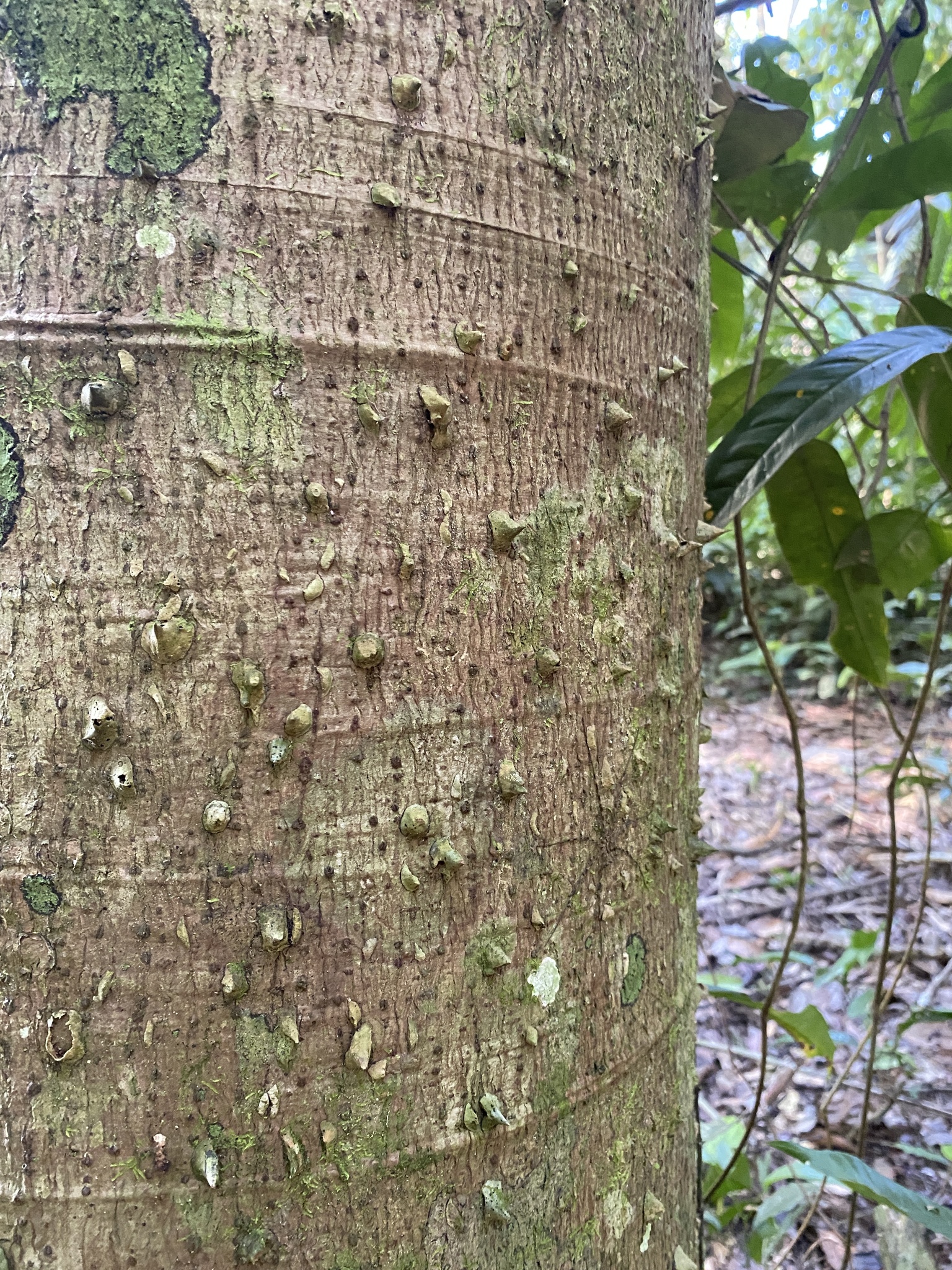 Jacaratia digitata (Poepp. & Endl.) Solms
