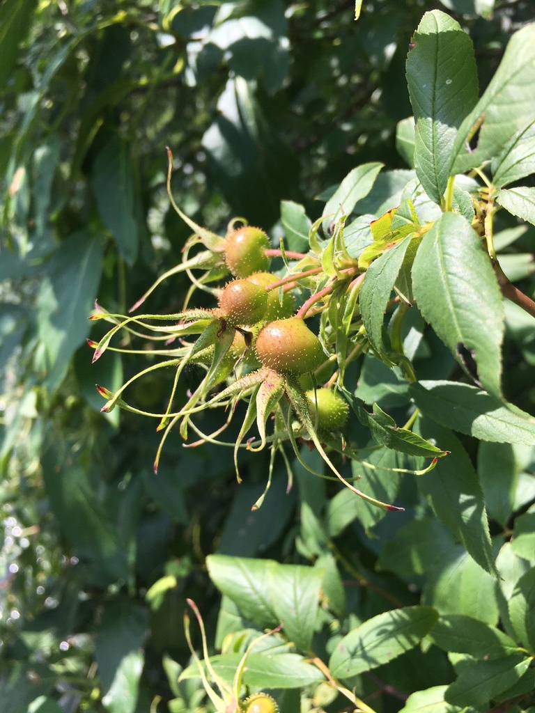swamp rose in August 2022 by Matt Tomlinson · iNaturalist