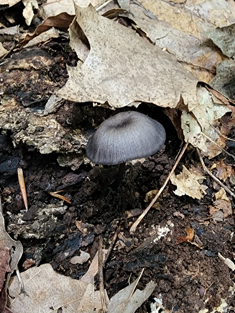 Leptonia from Brown Township, IN, USA on August 13, 2022 at 04:15 PM by ...