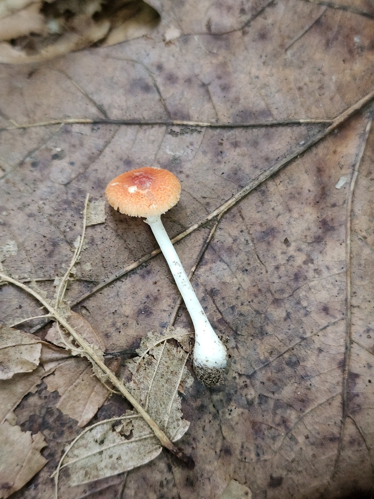 ruby dapperling from Brown Township, IN, USA on August 13, 2022 at 04: ...