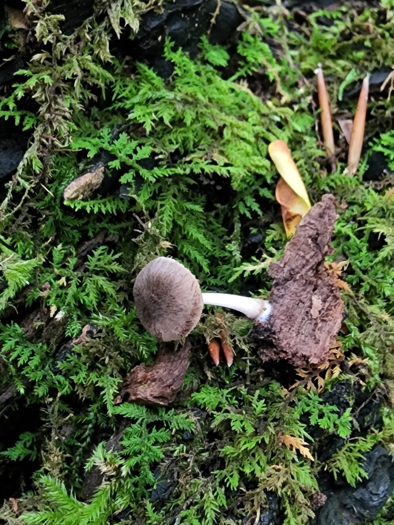 Pluteus septocystidiatus from Brown Township, IN, USA on August 13 ...