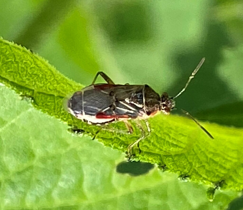 Hyaline Grass Bug from Co. Rd. 15 at Gunwaleford Rd., Lauderdale County ...
