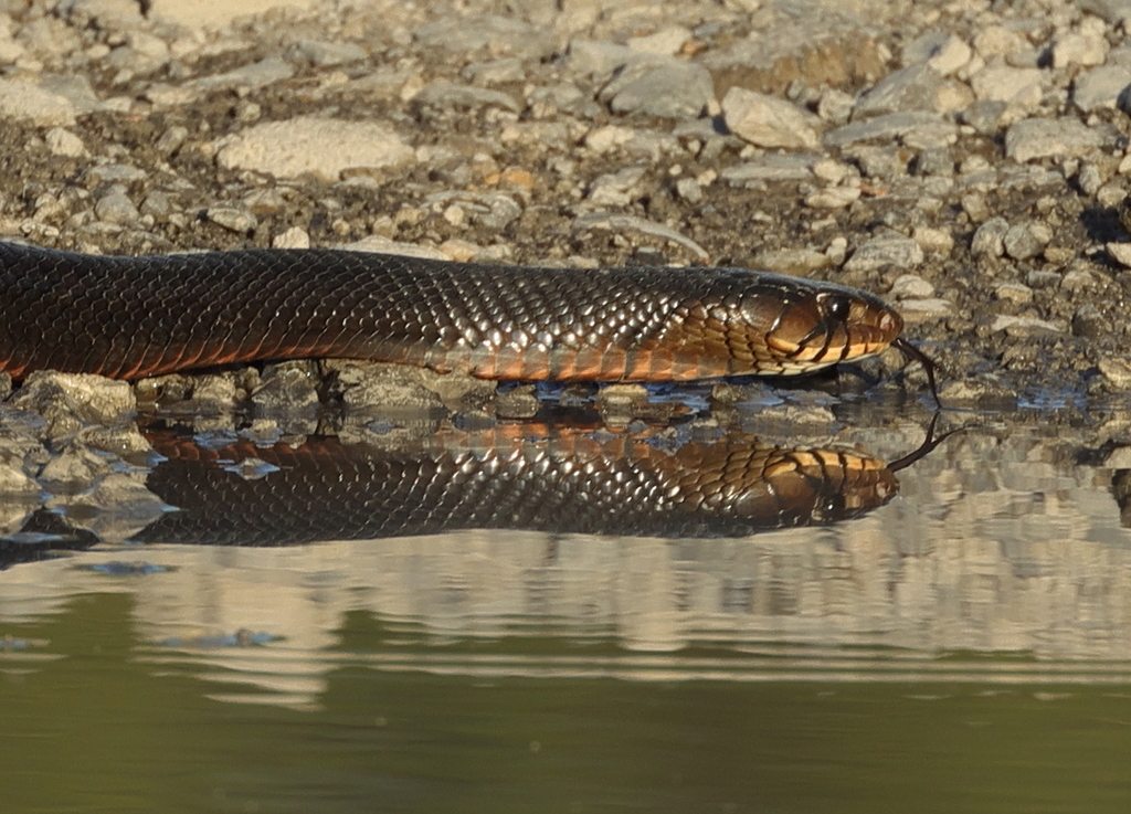 Central American Indigo Snake from Sabinas Hidalgo, N.L., México on ...