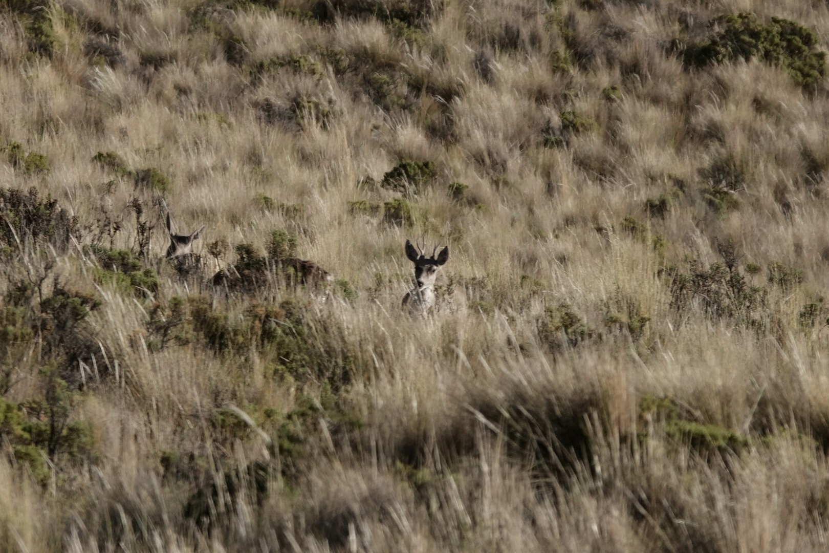 Hippocamelus antisensis (d'Orbigny, 1834)