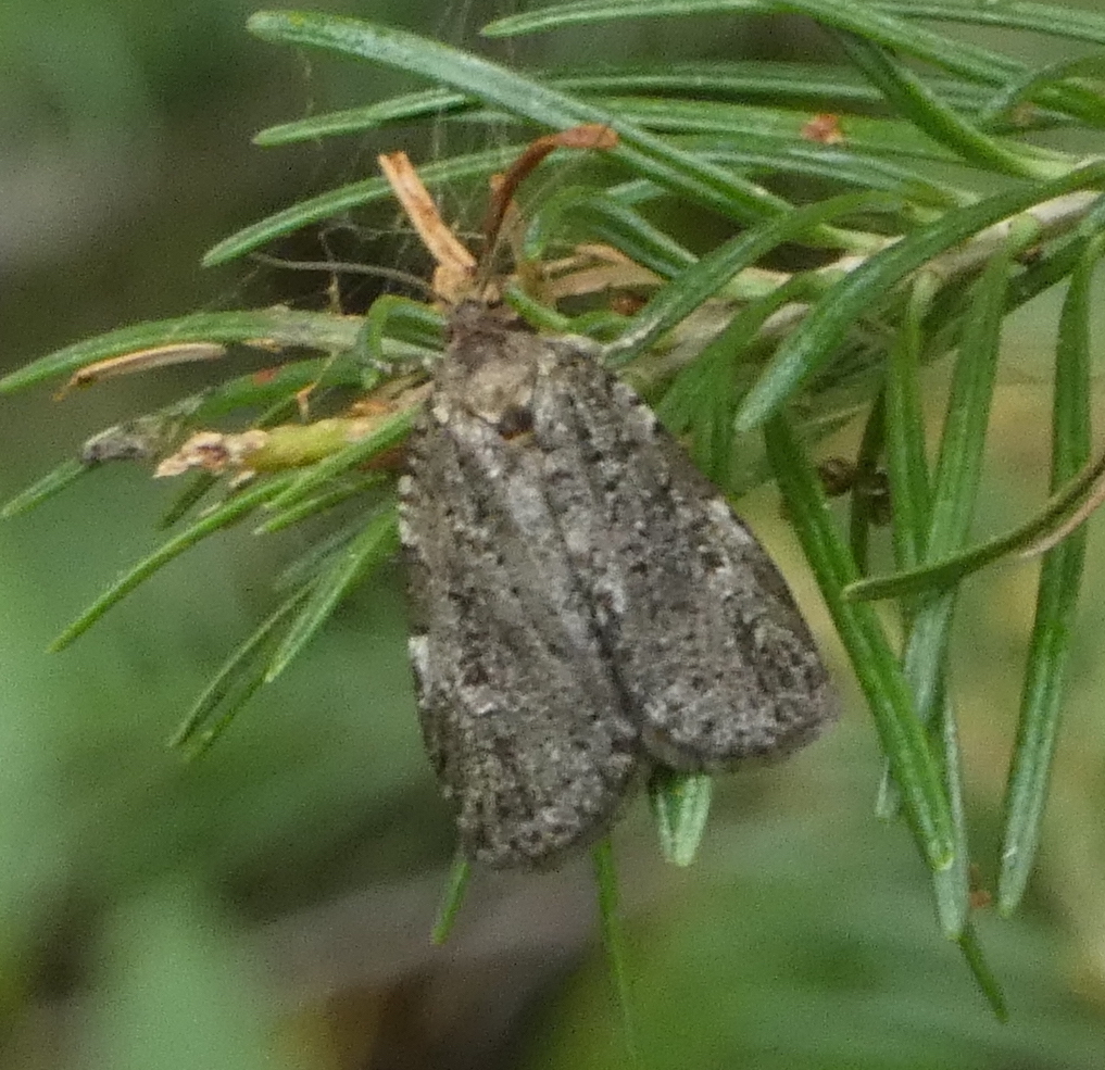 Spruce Budworm Moth from Park County, CO, USA on August 13, 2022 at 12: ...